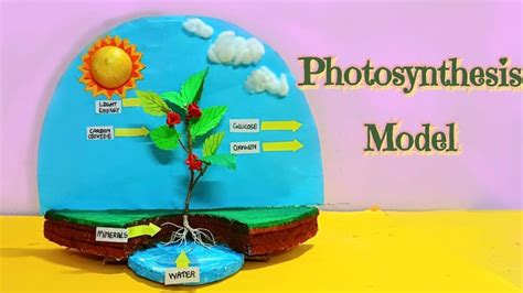 Photosynthesis Model Making Photosynthesis 3d Model For School Science Project Youtube