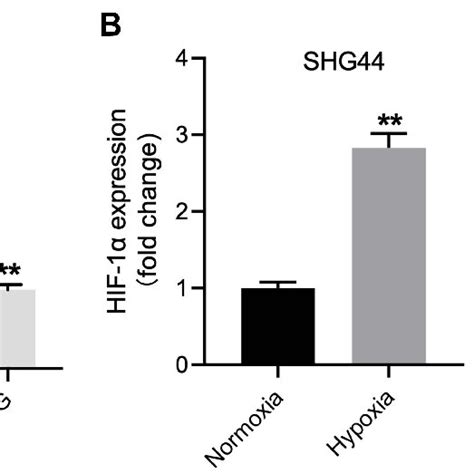 Exosomes Derived From Hypoxic Glioma Cells Reduced Tmz Sensitivity In Download Scientific