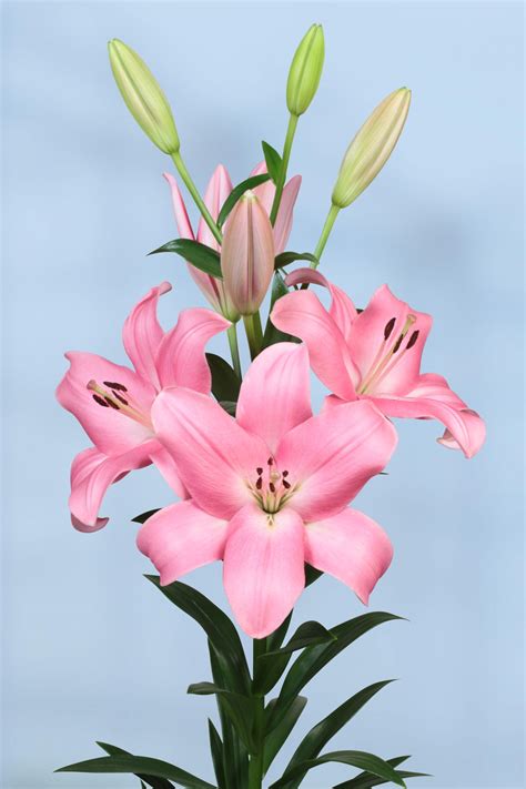 Tirreno - LA Hybrid Lilium - P. Aker Flower bulbs and Seeds