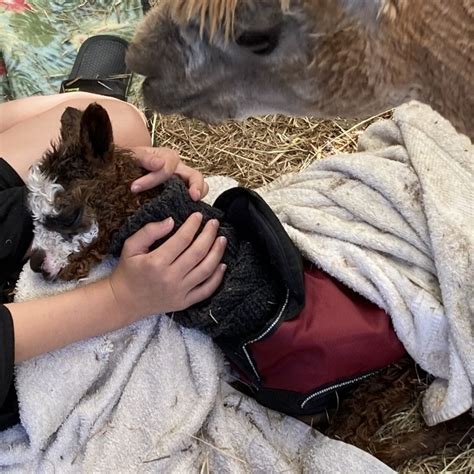 How To Care For A Cold Alpaca Or Llama Cria Cadbury Alpacas