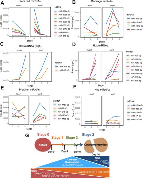 Expression Of Key Regulated Mirnas During Hesc Chondrogenesis