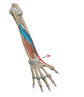Muscle Of The Deep Extensors Flashcards Quizlet