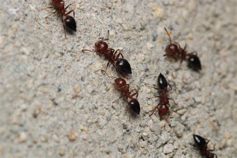 10 Most Common Ants In Florida North South And Central