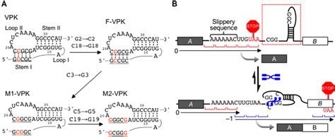 Design Of Nctn Inducible Pseudoknot Sequences And The Dual Reporter Download Scientific Diagram