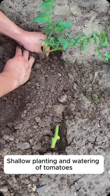 Home Gardening Lover Homegardening86 • Instagram Photos And Videos