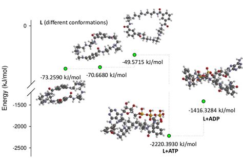 Energetic Diagram Of L Optimized By Spartan 08 L Shows Capacity Of Download Scientific