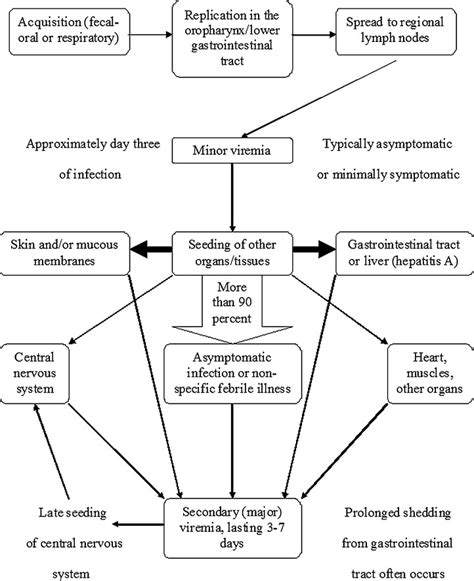 The Pathophysiology Of Enterovirus Infection Download Scientific Diagram
