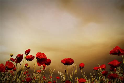 Poppies By Chris Lamprianidis On Deviantart