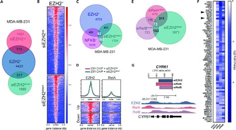 Ezh2 Co Occupies And Co Activates A Subset Of Nf Kb Genes With Rela And Download Scientific
