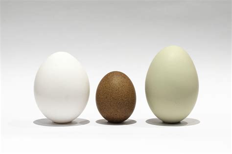 A Fairy Fart Egg From One Of Our Girls Alongside Two Regular Eggs R