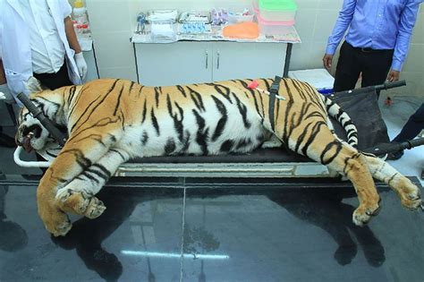 Avni A Tiger Linked To Deadly Attacks In India Is Hunted Down And