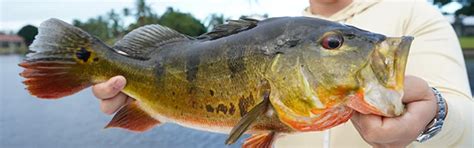 Florida Peacock Bass Fishing Charters Peacock Adventures