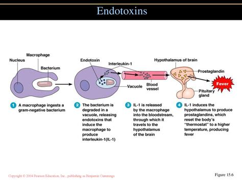 Microbial Mechanisms Of Pathogenicity Ppt Download