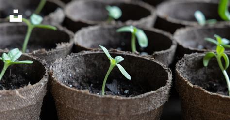 종자 주머니에서 돋아나는 묘목 그룹 사진 Unsplash의 무료 새싹 이미지