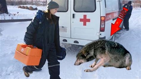 Волчица умоляла медсестру пойти с ней, девушка не ожидала увидеть такое ...