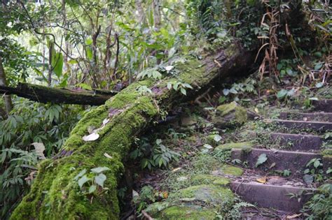 【竹子尖山】梅嶺古道踏青好地方 台南第二高小百岳 健行筆記