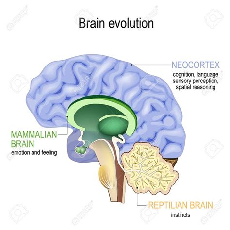 Brain Evolution Triune Brain Reptilian Complex Basal Ganglia For
