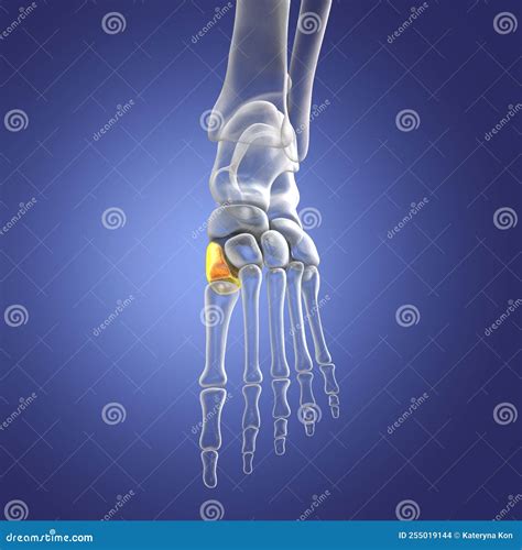 Medial Cuneiform Bone Of The Foot 3d Illustration Stock Illustration