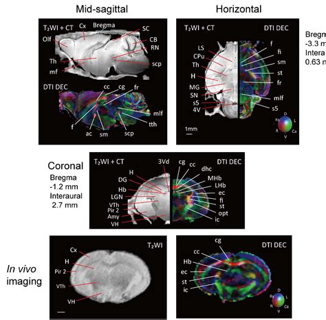 Figure 2 From Multidimensional MRI CT Atlas Of The Naked Mole Rat Brain