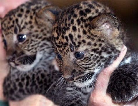 Shangralas Tierpark Leopard Cubs