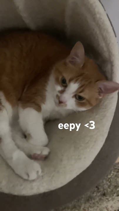 Eepy Kitty Cat Sleepy Sleep Tired Eepy Catvideos Dontletthisflop