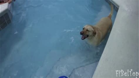 Smesnoe Video Pro Jivotnix Podborka 2014 2015 Videomega Ru Youtube