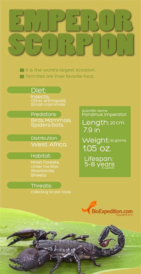 Emperor Scorpion Infographic Scorpion Facts And Information