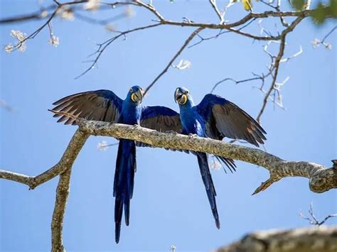 Best Pantanal Wildlife Tours In Brazil Planetaexo