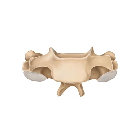 Premium Psd Cervical Spine Premium Psd Cervical Spine