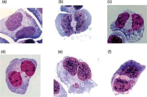 Micronucleus Structure Semantic Scholar