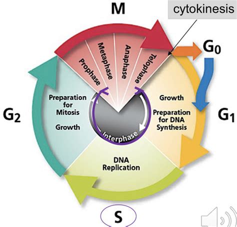 Chapter 12 Quiz Flashcards Quizlet Chapter 12 Quiz Flashcards Quizlet