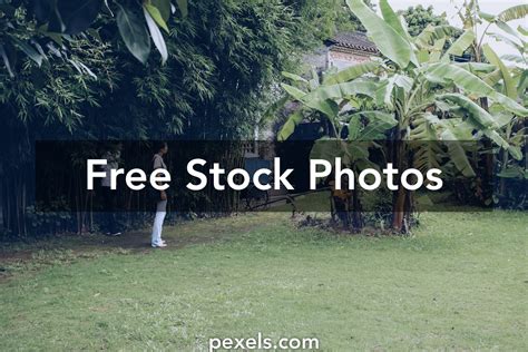 Palm Tree Desktop Photos Download The Best Free Palm Tree Desktop