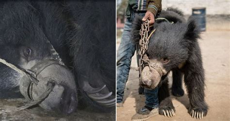 ‘노예 곰은 평생 코뚜레하고 이빨 뽑힌 채 관중들 앞에서 재롱을 부렸다 인사이트