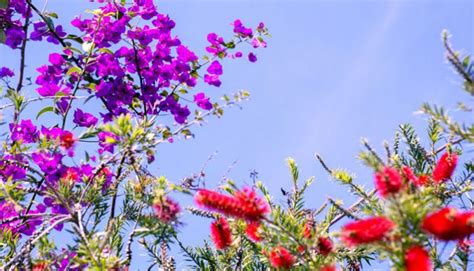 Árbol Del Cepillo Origen Variedades Cultivo Cuidados Y Usos
