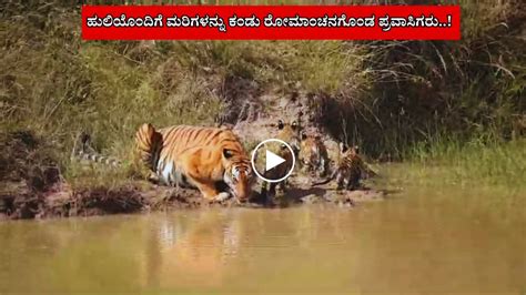 Tiger With Cubs Video Viral 2025 ರ ಹೊಸ್ತಿಲಲ್ಲಿ 5 ಹುಲಿ ಕಂಡು
