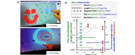 Time And Length Scales Of The Underlying Biophysical Phenomena Set The