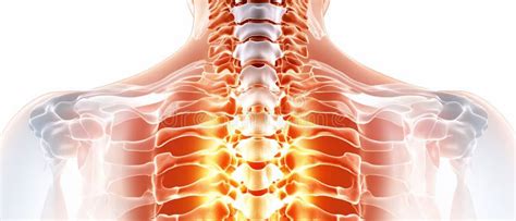 Human Cervical Spine Anatomy Stock Illustration Illustration Of Skeleton Scapula 366652656