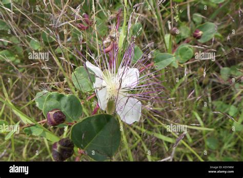 Caper Tree
