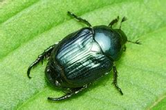金龜科 Scarabaeidae 鞘翅目 Coleoptera 昆蟲綱 Insecta 節肢動物門 Arthropoda 動物