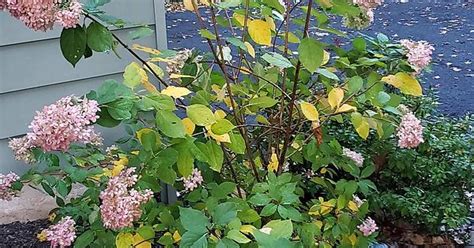 Did I Trim These Hydrangea Okay Album On Imgur