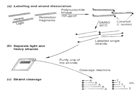 Systems Biology And Approaches Of Genomics And Proteomics Ppt
