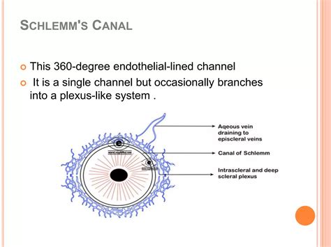 Anatomy Of Anterior Chamber Pptx