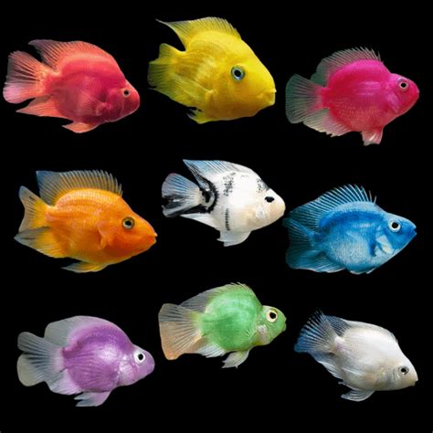 Assorted Parrot Fish Hybrid Amphilophus Citrinellus × Vieja Melanurus