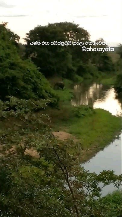 වන අලි ඉන්න ලස්සන තැනක් A Beautiful Place For Wild Elephants