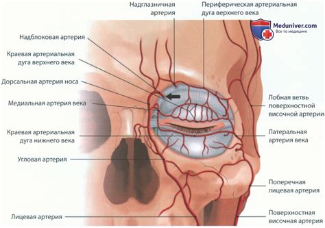 Техника инъекции филлеров в глабеллу как опасную зону