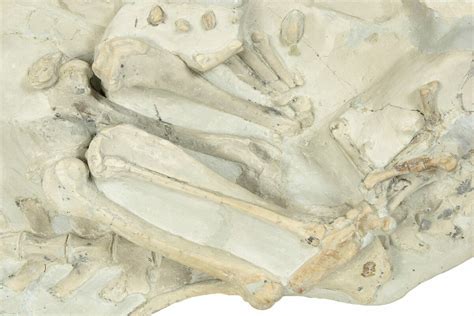 21 2 Fossil Oreodont Merycoidodon Skeleton Nearly Complete 232222 For Sale