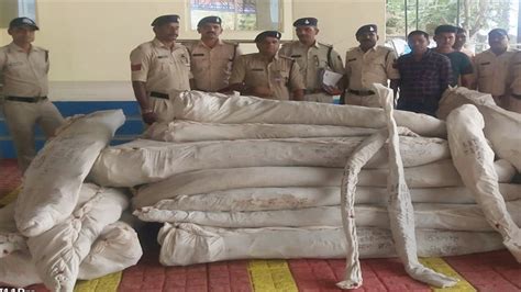Barwani News दो खेतों में कपास की फसल के बीच की जा रही थी गांजे की