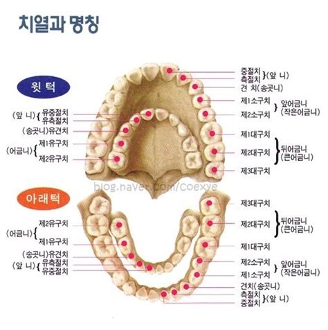 치아의 명칭과 구조에 대해서 네이버 블로그