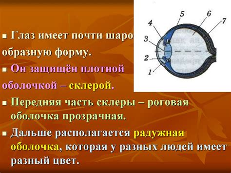 Глаз и зрение - online presentation