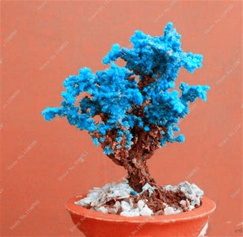 100 Juniper Tree Seeds Japanese Mixed Colors Free